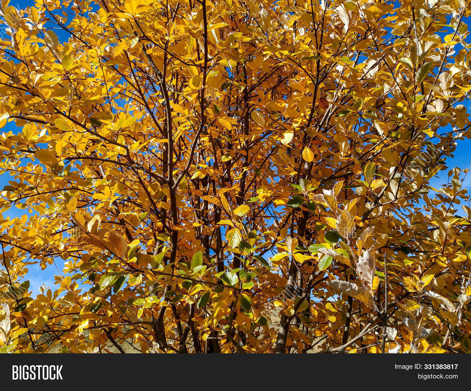 Golden Yellow Leaves Image & Photo (Free Trial) | Bigstock