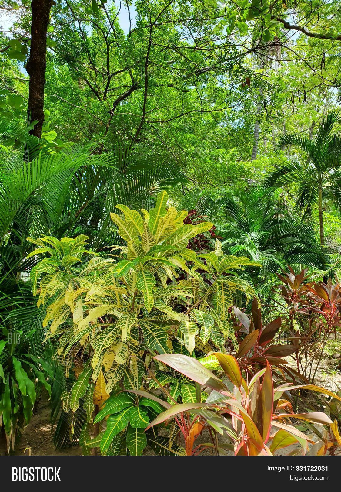 Equatorial Climate Vegetation