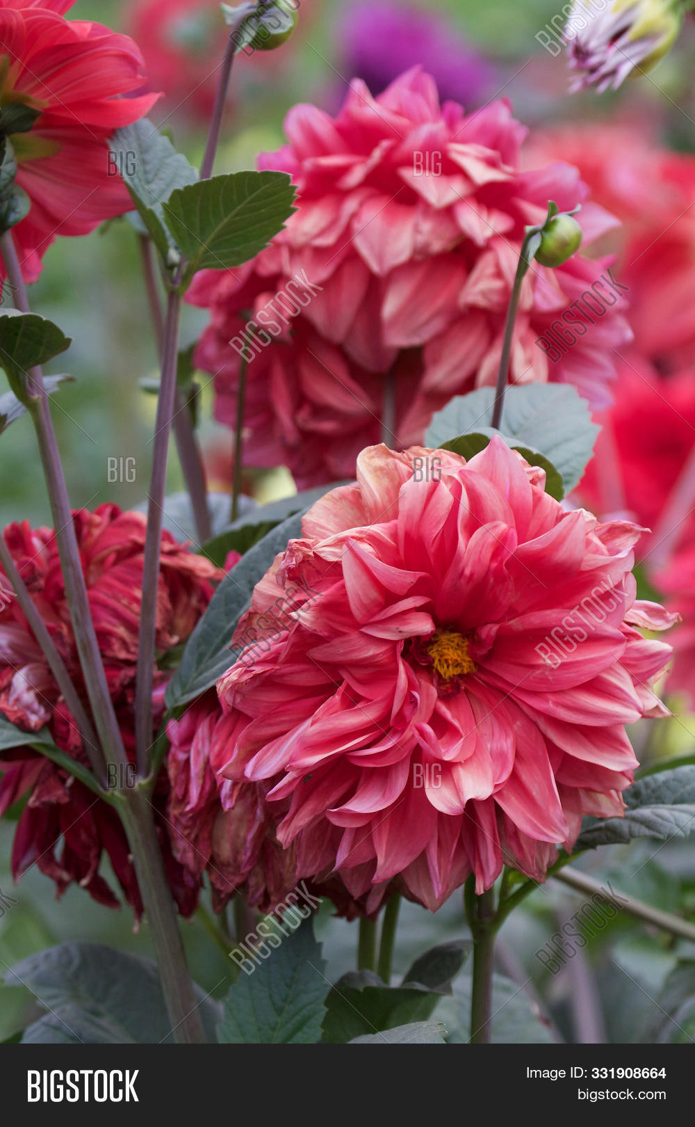 Close- Pink Ball Image & Photo (Free Trial) | Bigstock