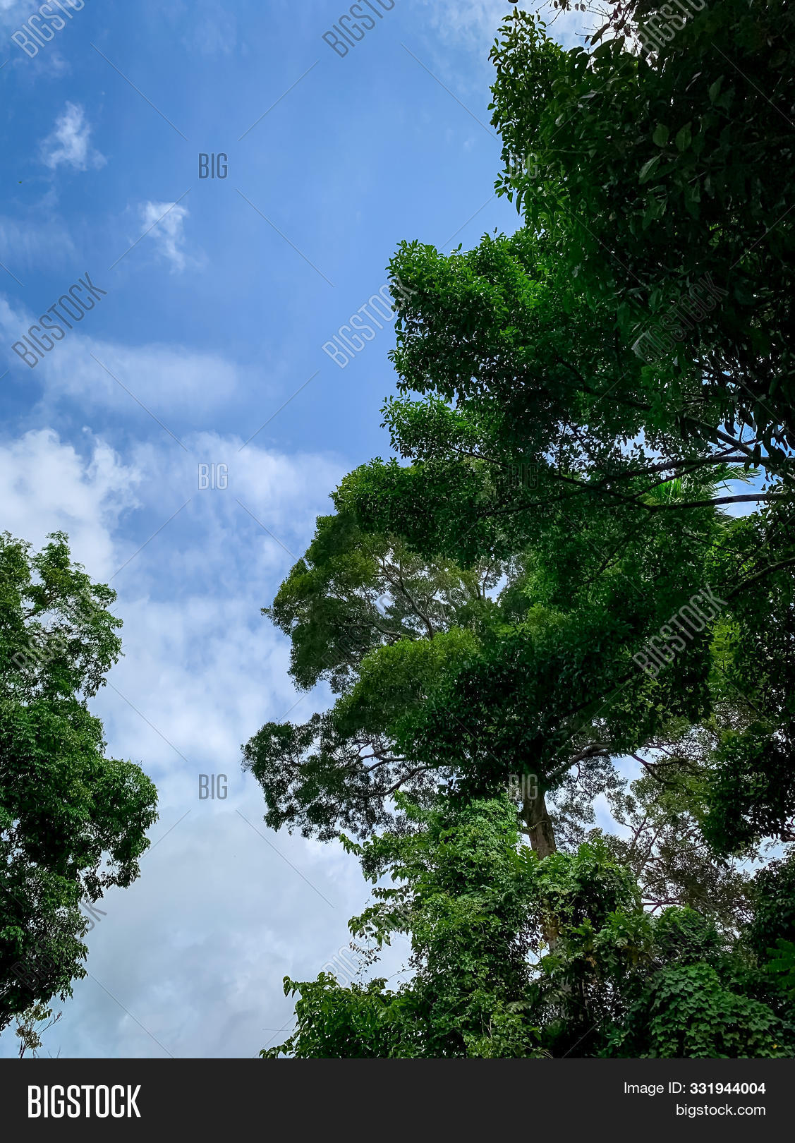 Bottom View Green Tree Image & Photo (Free Trial) | Bigstock
