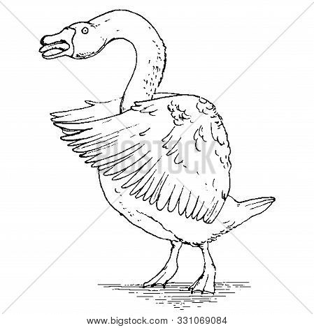 Aggressive Goose Vector & Photo (Free Trial) | Bigstock