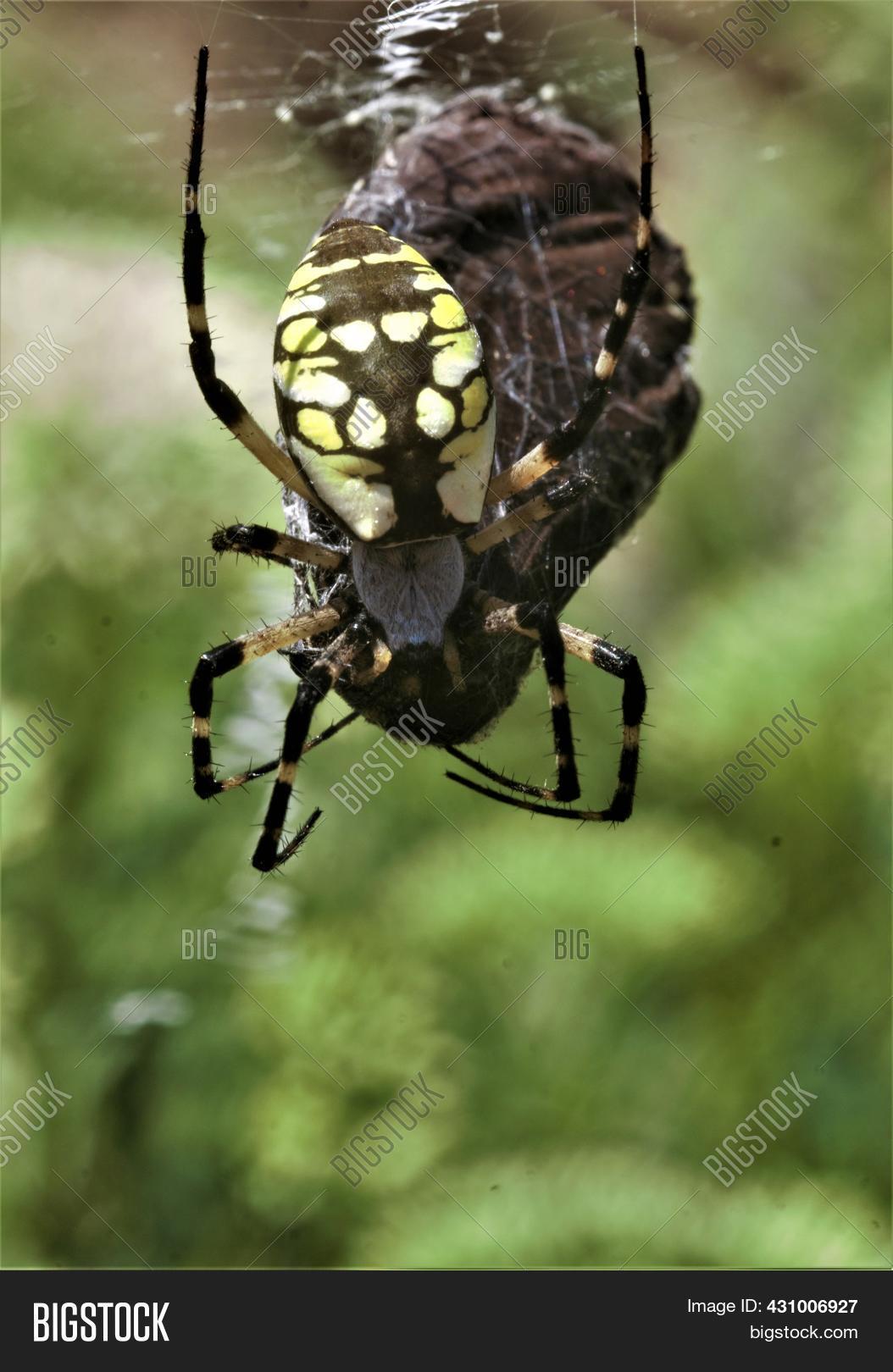 Yellow Black Spider Image & Photo (Free Trial) | Bigstock