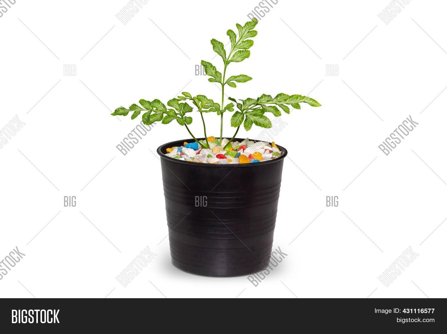 Front View Small Plant Image & Photo (Free Trial) | Bigstock