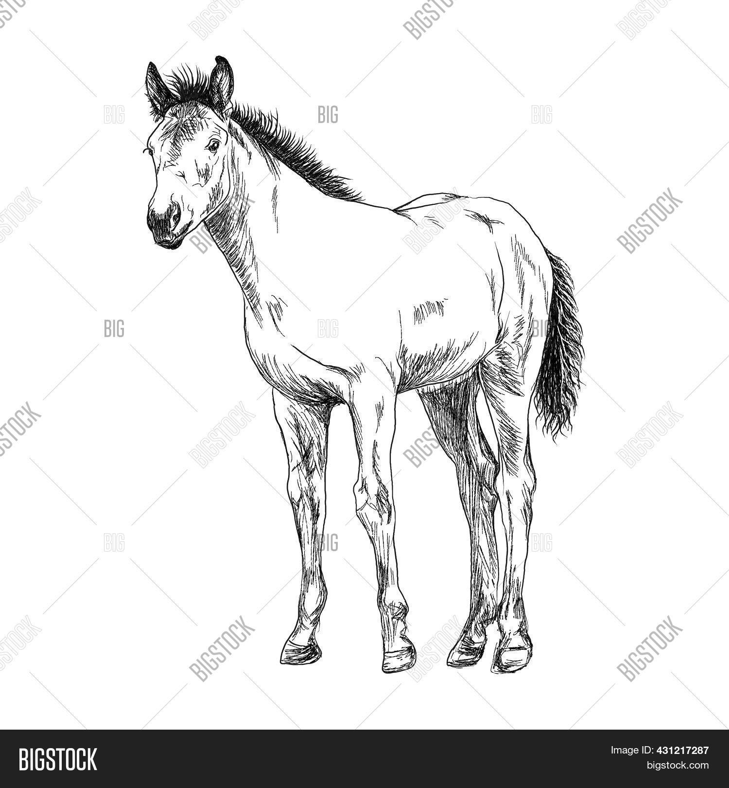 Graphic Drawing Foal Image & Photo (Free Trial) | Bigstock