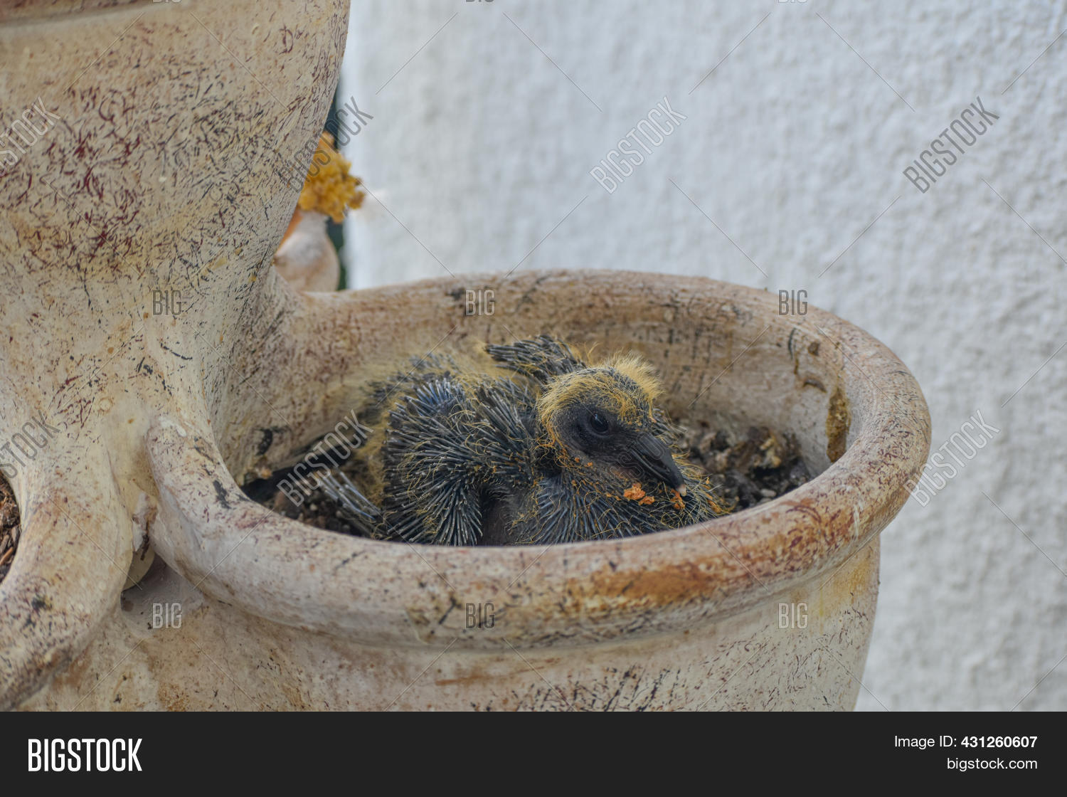 Baby Pigeon Flower Pot Image & Photo (Free Trial) | Bigstock