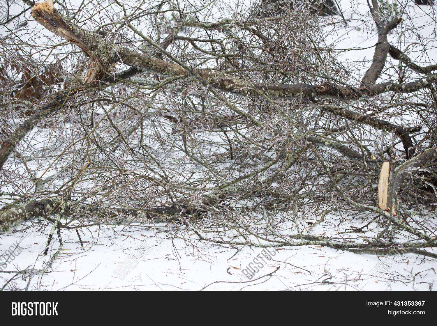Broken Tree Limb Image & Photo (Free Trial) | Bigstock