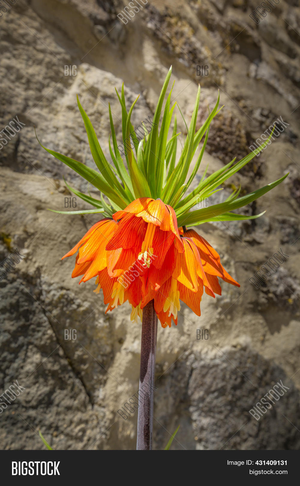Bright Orange Flowers Image & Photo (Free Trial) | Bigstock