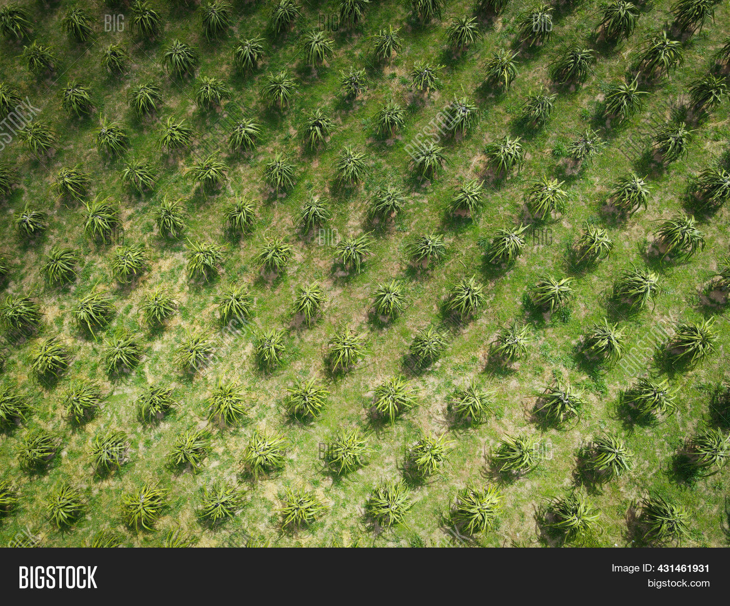 Aerial View Dragon Image & Photo (Free Trial) | Bigstock