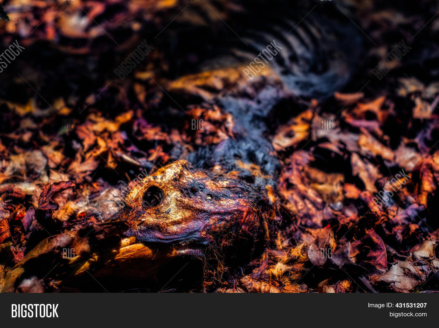 Decaying Corpse Fox Image & Photo (Free Trial) | Bigstock