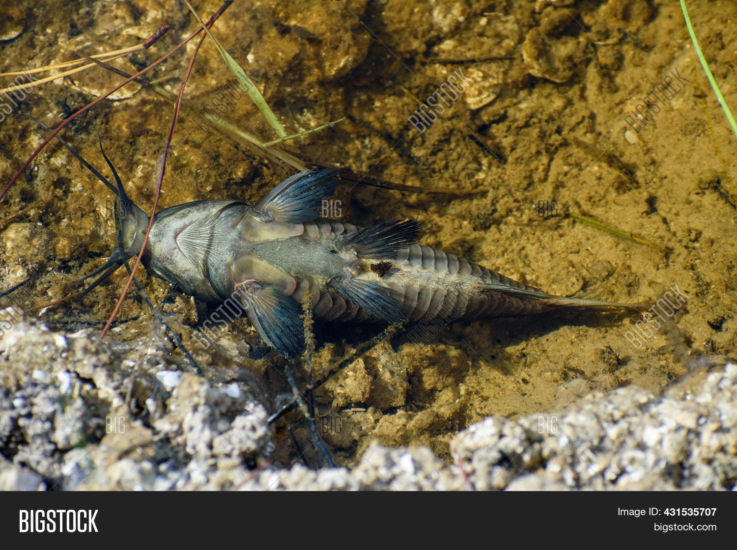 Dead Catfish Swamp Image & Photo (Free Trial) | Bigstock