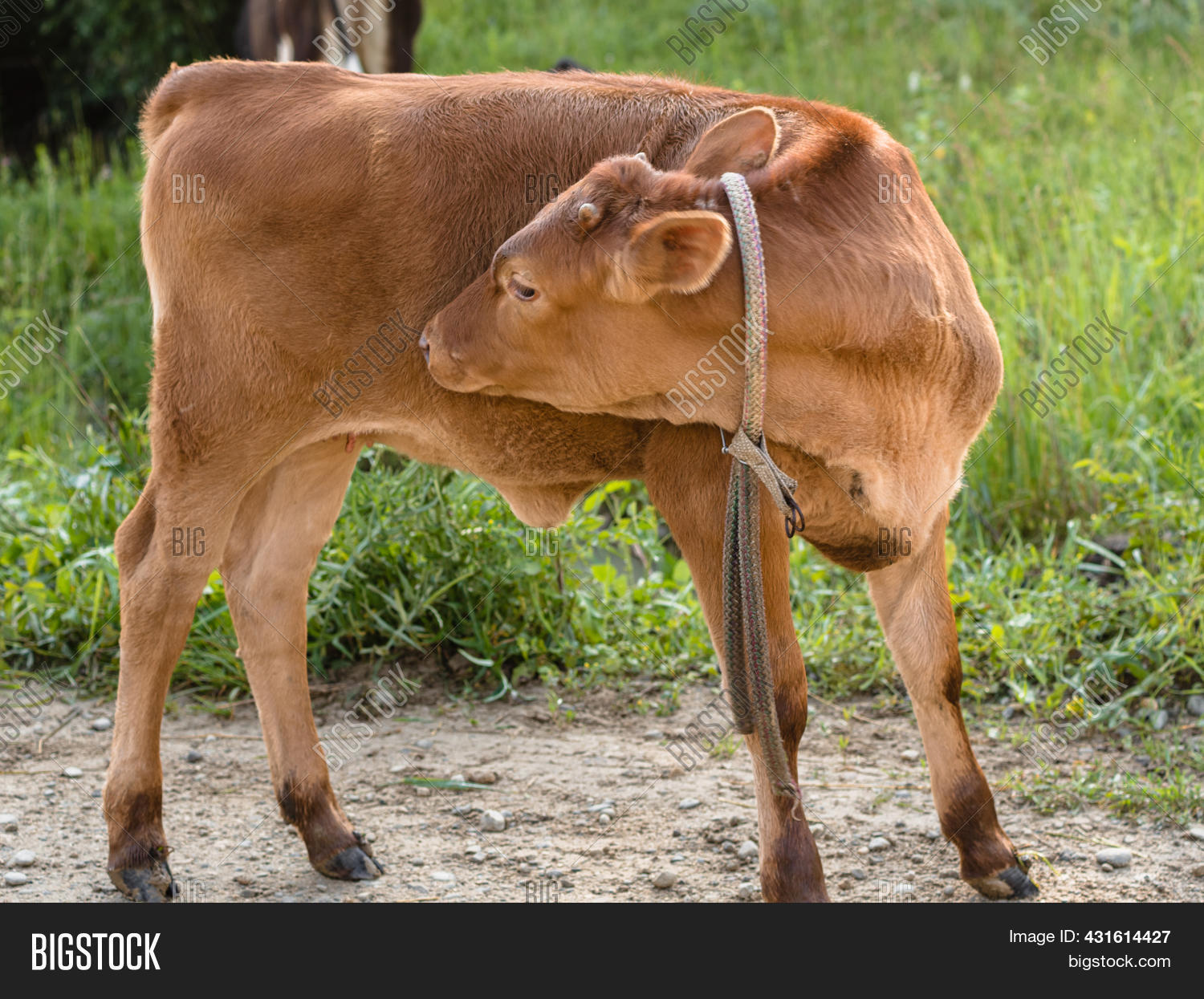 Brown Calf Rope Around Image & Photo (Free Trial) | Bigstock