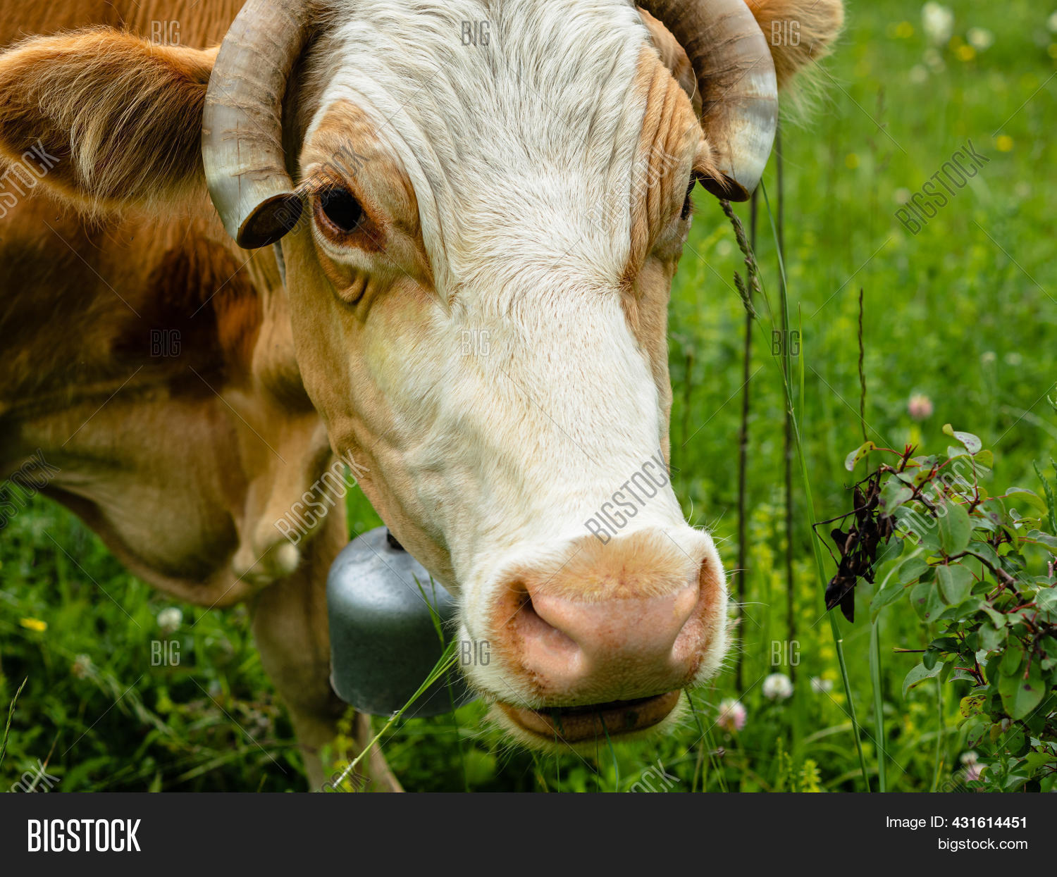 Close- Cows Head. On Image & Photo (Free Trial) | Bigstock