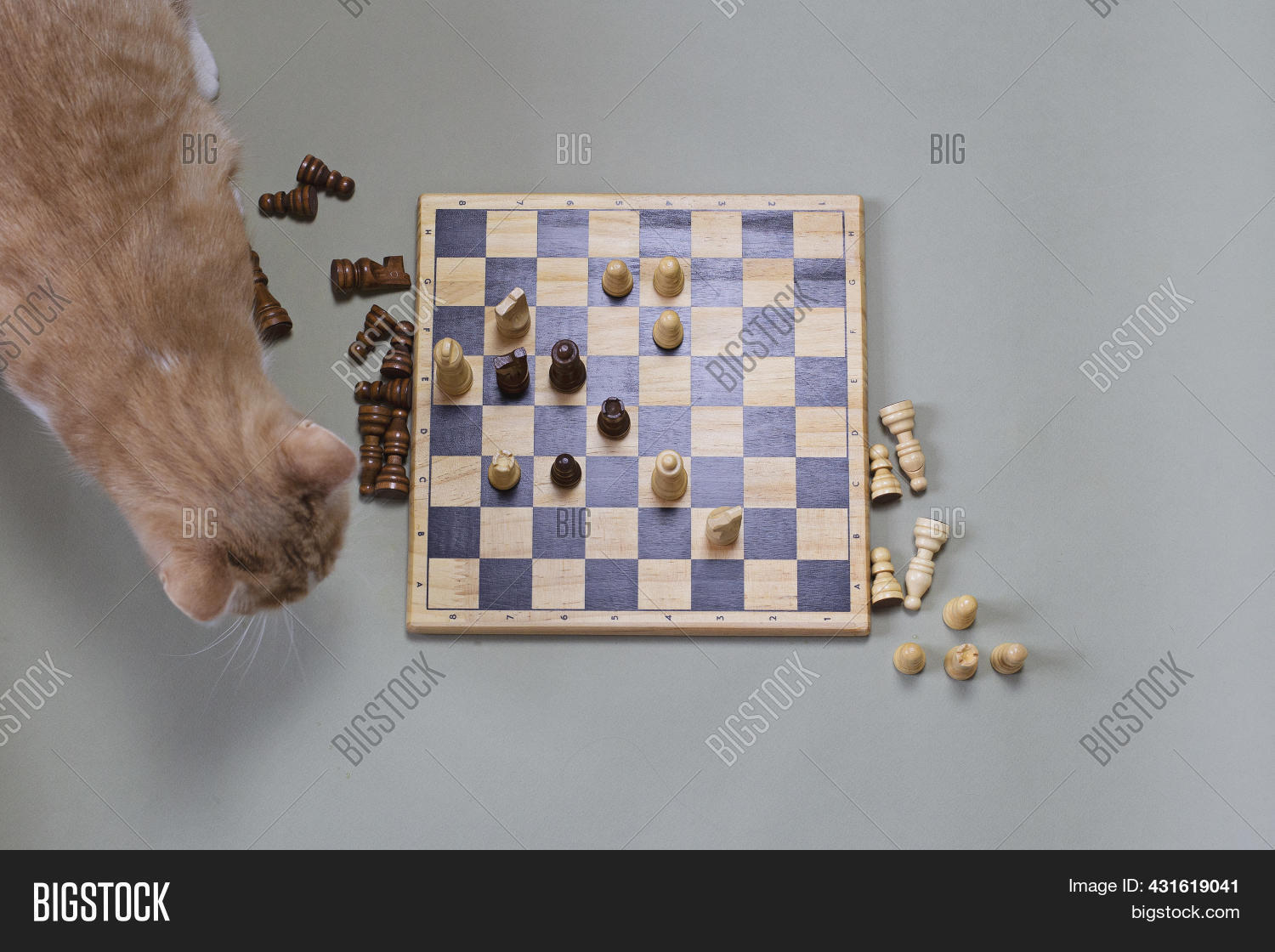 Cat Plays Chess. Comic Image & Photo (Free Trial) | Bigstock