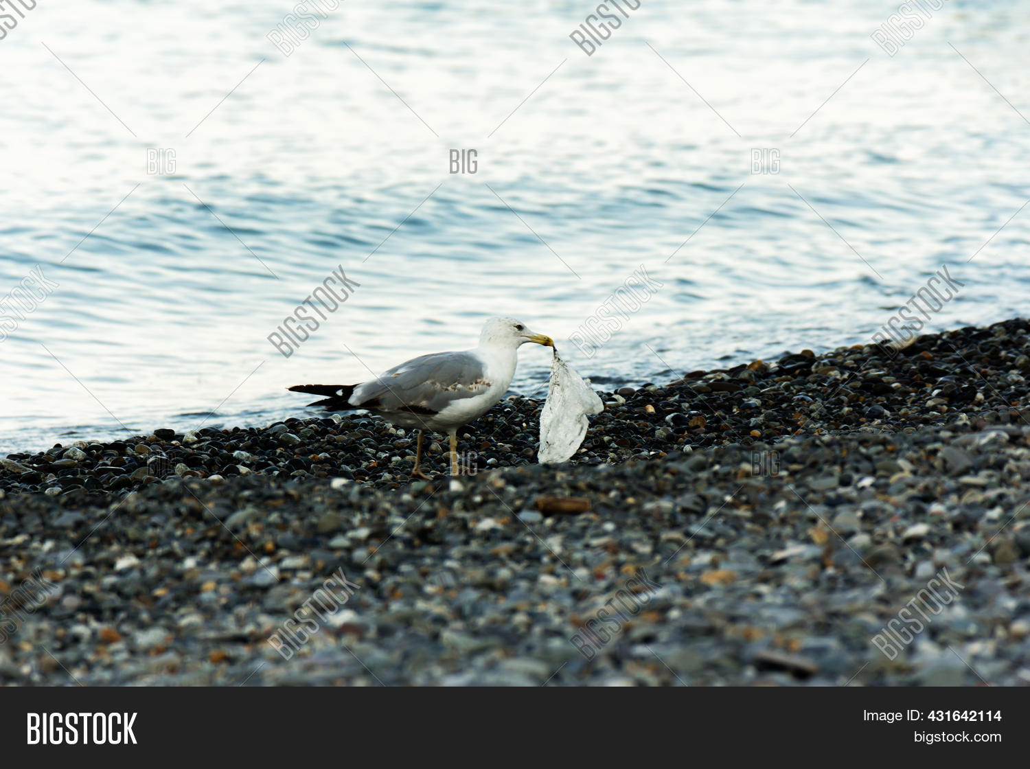 Seagull Holds Used Image & Photo (Free Trial) | Bigstock