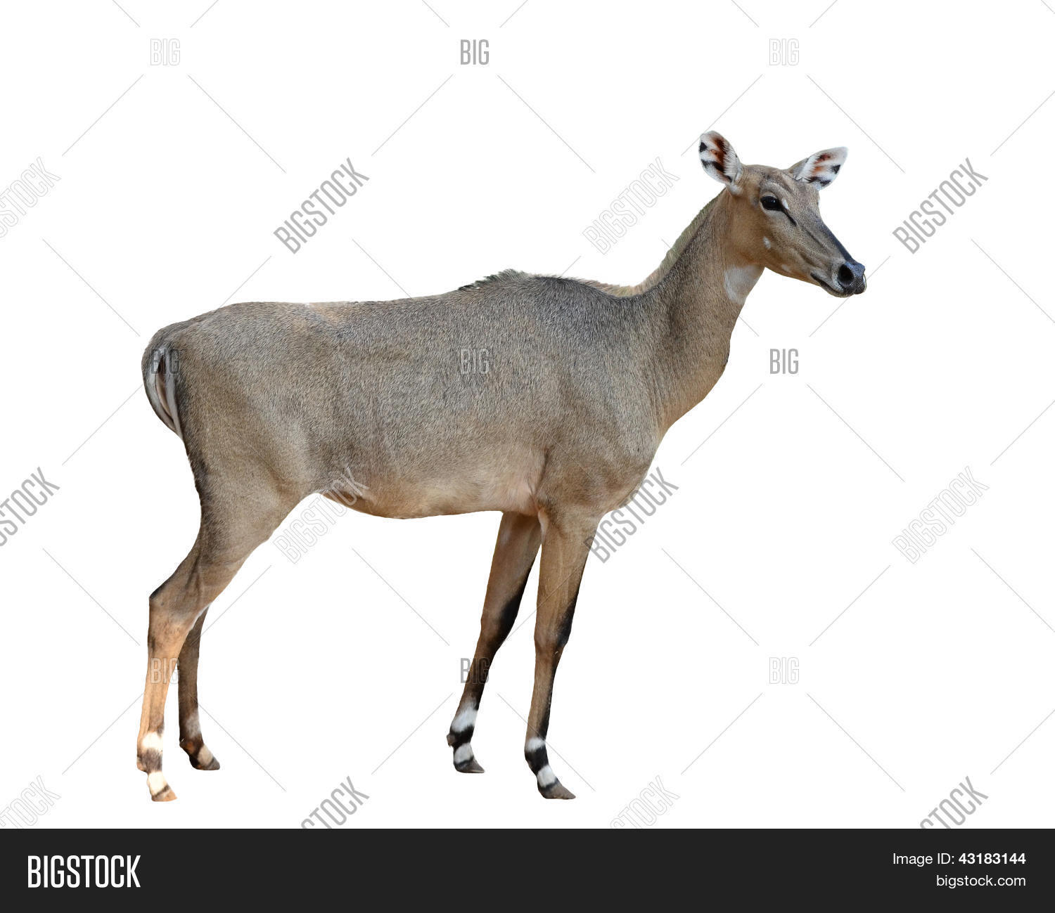 Nilgai Blue Bull Image & Photo (Free Trial) | Bigstock