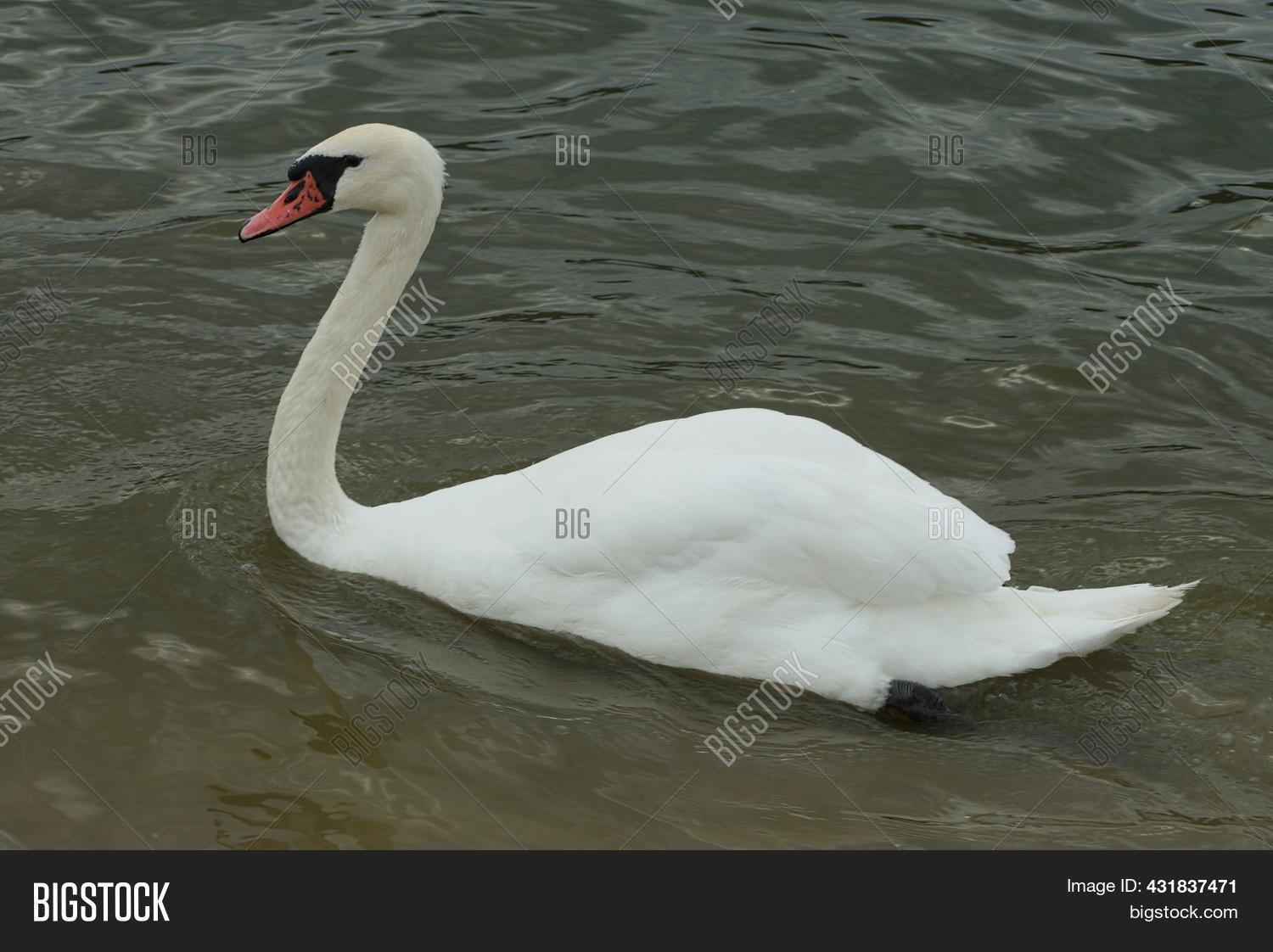 One Large White Bird Image & Photo (Free Trial) | Bigstock