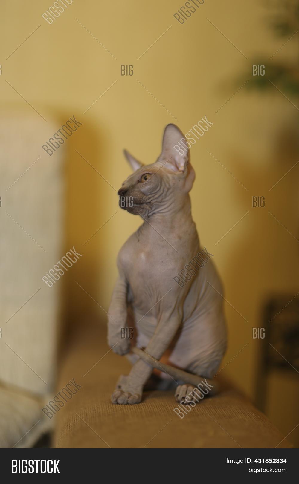 Portrait Bald Cat. Image & Photo (Free Trial) | Bigstock
