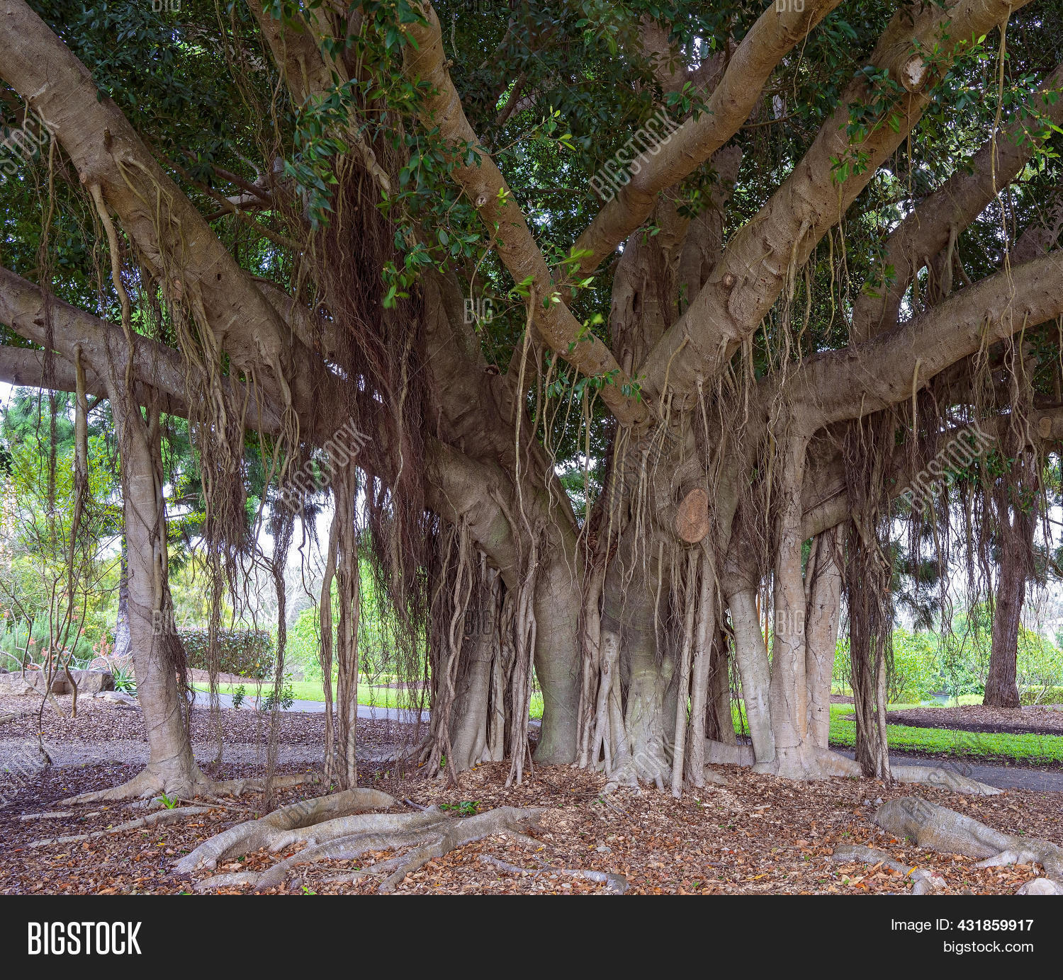 Large Old Fig Tree Image & Photo (Free Trial) | Bigstock