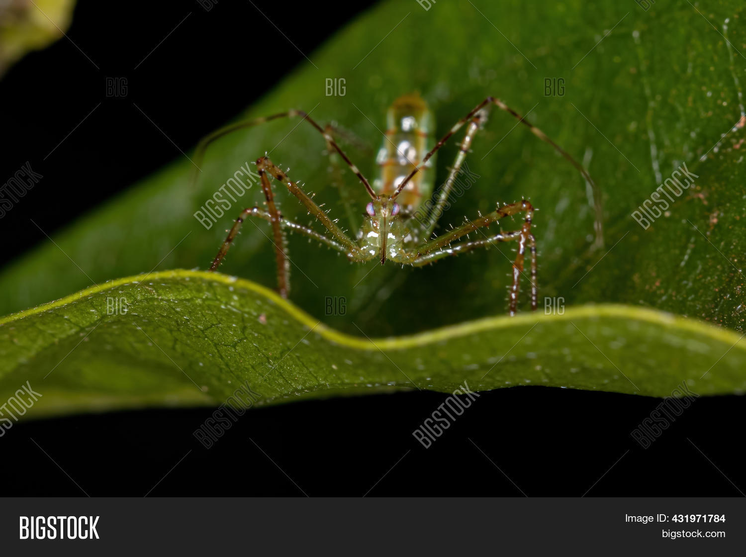 Assassin Bug Nymph Image & Photo (Free Trial) | Bigstock