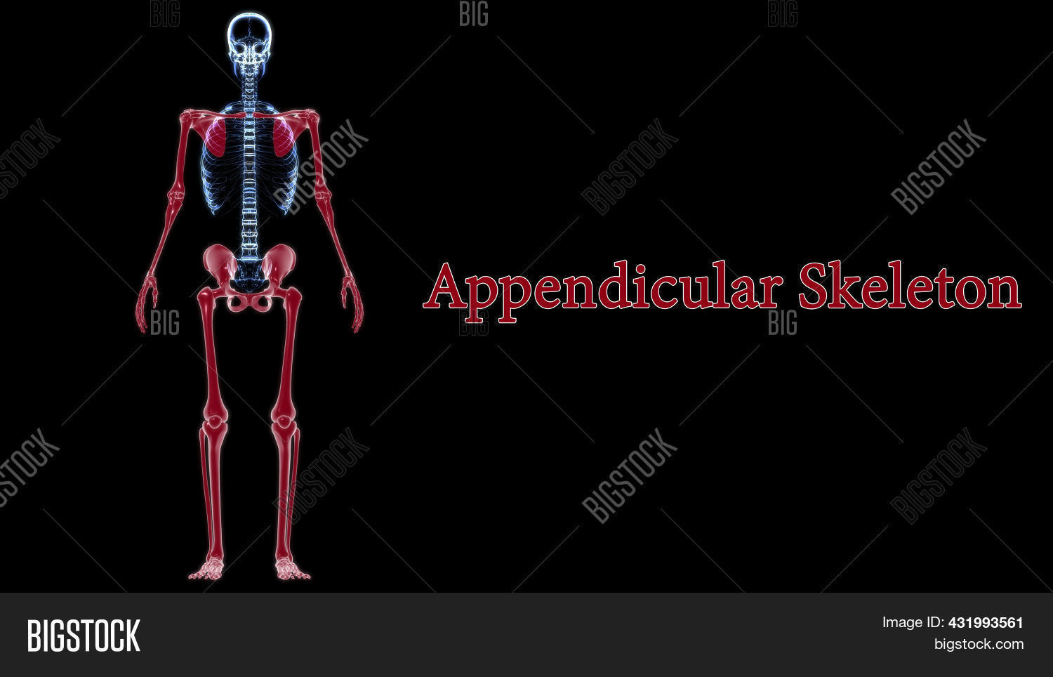 Human Skeleton Image & Photo (Free Trial) | Bigstock