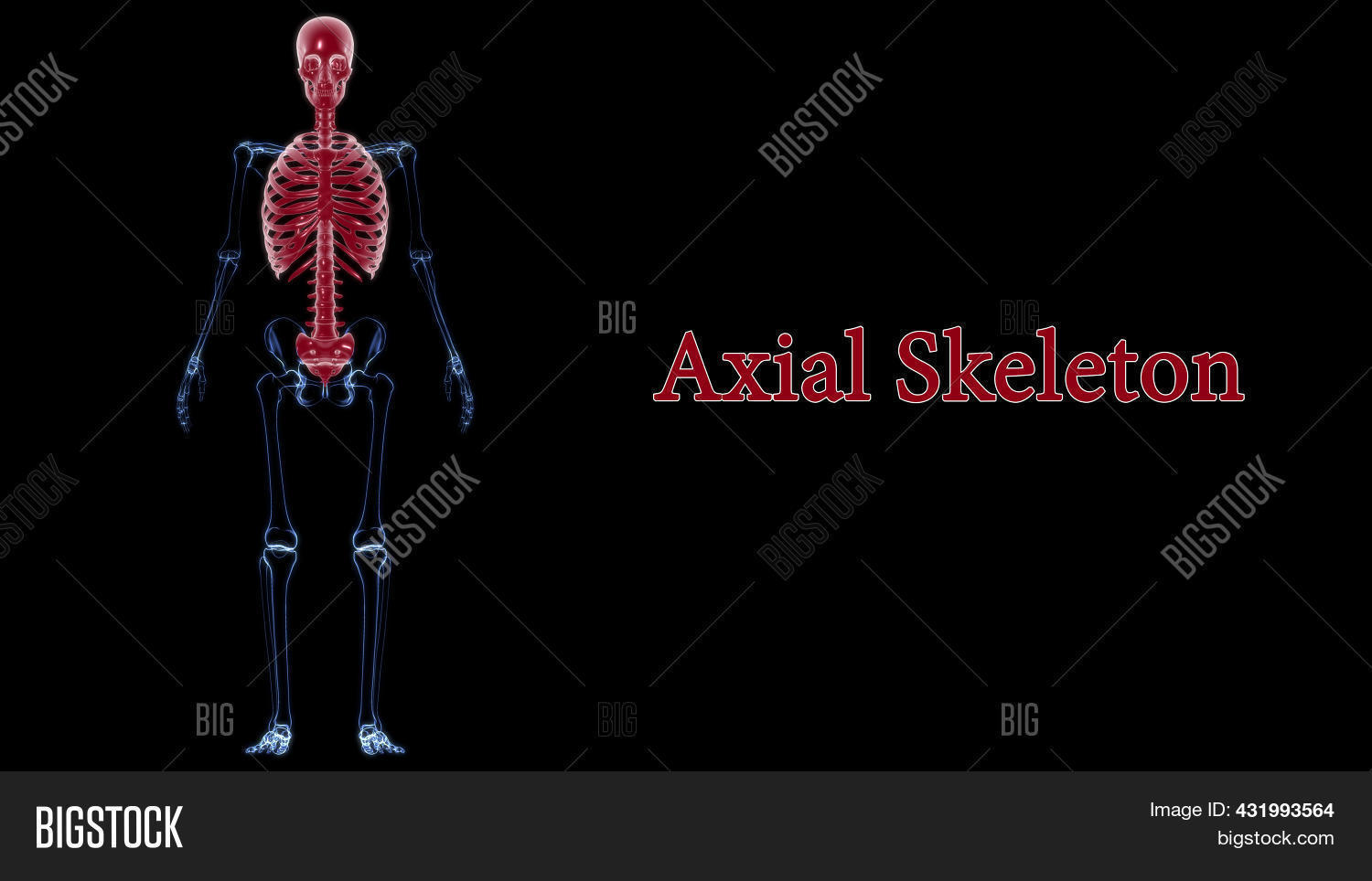 Human Skeleton Axial Image & Photo (Free Trial) | Bigstock