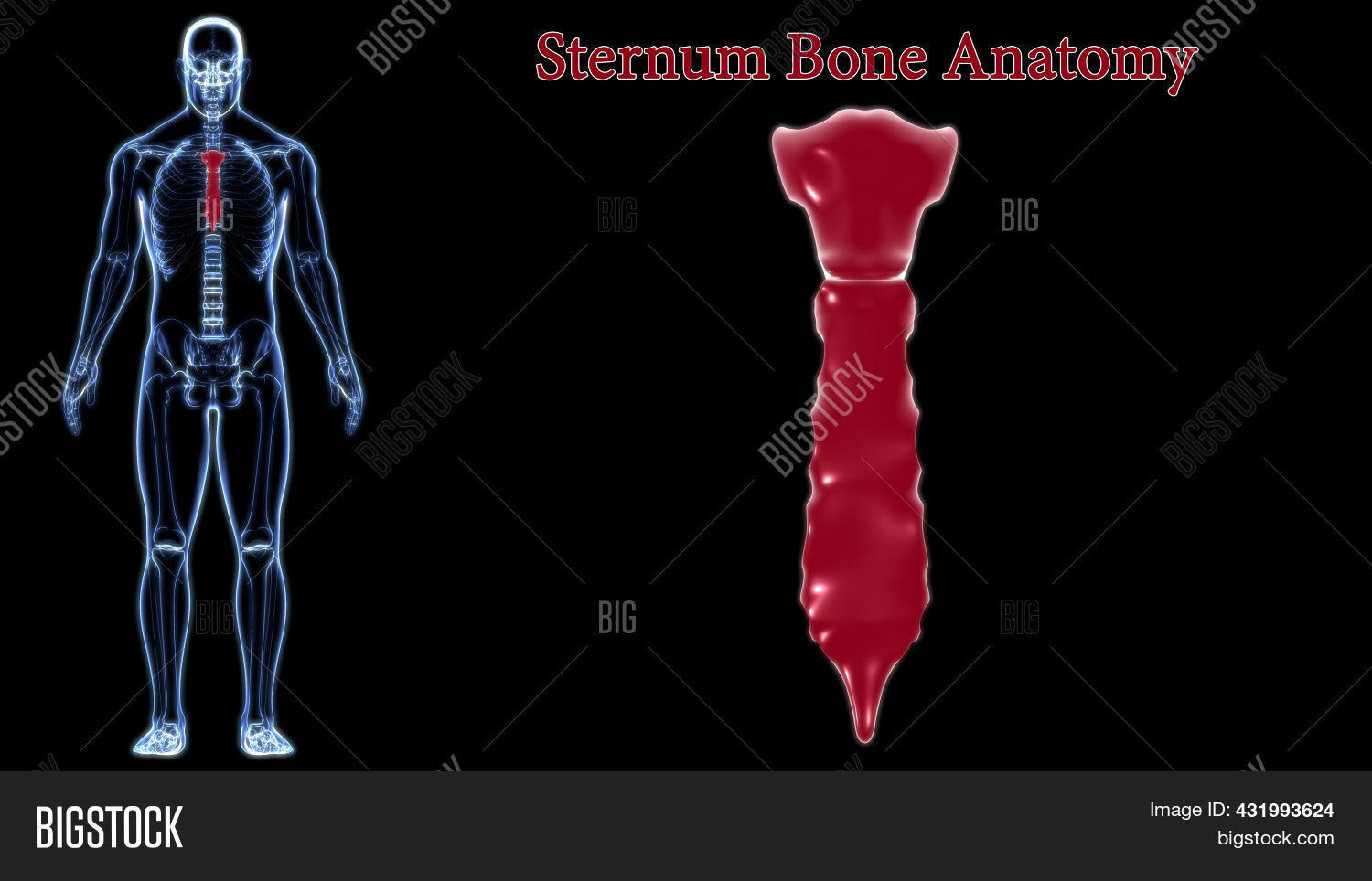 Human Skeleton Sternum Image & Photo (Free Trial) | Bigstock