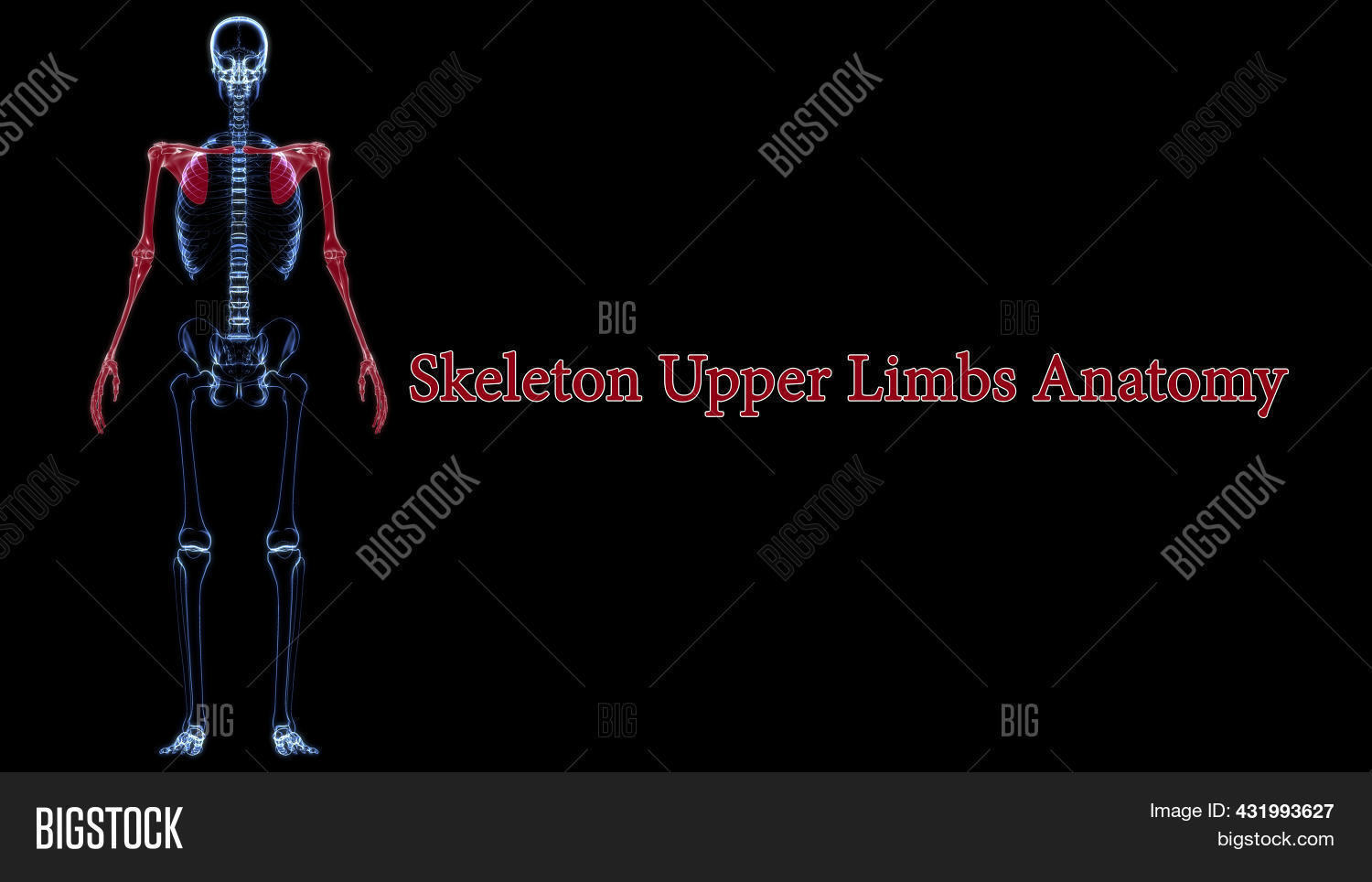 Human Skeleton Upper Image & Photo (Free Trial) | Bigstock