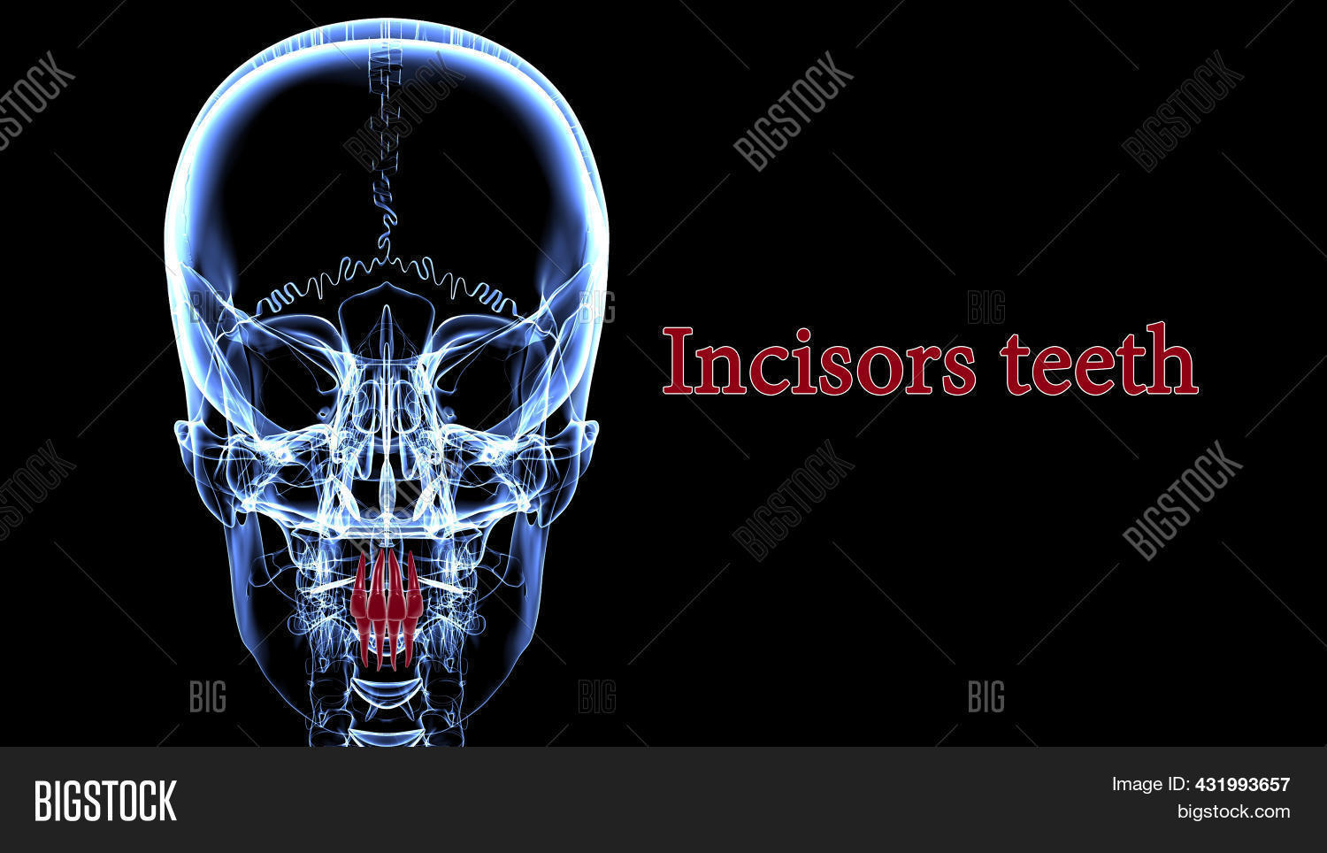 Human Teeth Incisors Image & Photo (Free Trial) | Bigstock