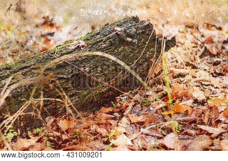 Fallen Hollow Log