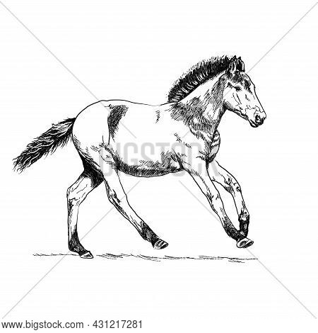 Graphic Drawing Foal Image & Photo (Free Trial) | Bigstock