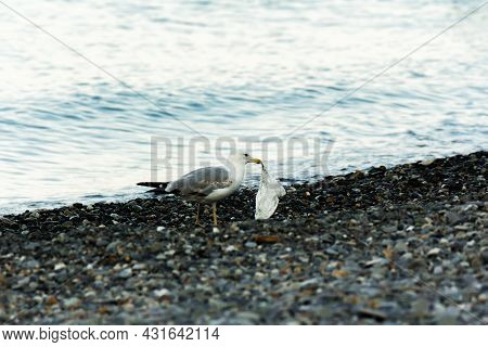 Seagull Holds Used Image & Photo (Free Trial) | Bigstock