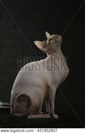 Portrait Bald Cat. Image & Photo (Free Trial) | Bigstock
