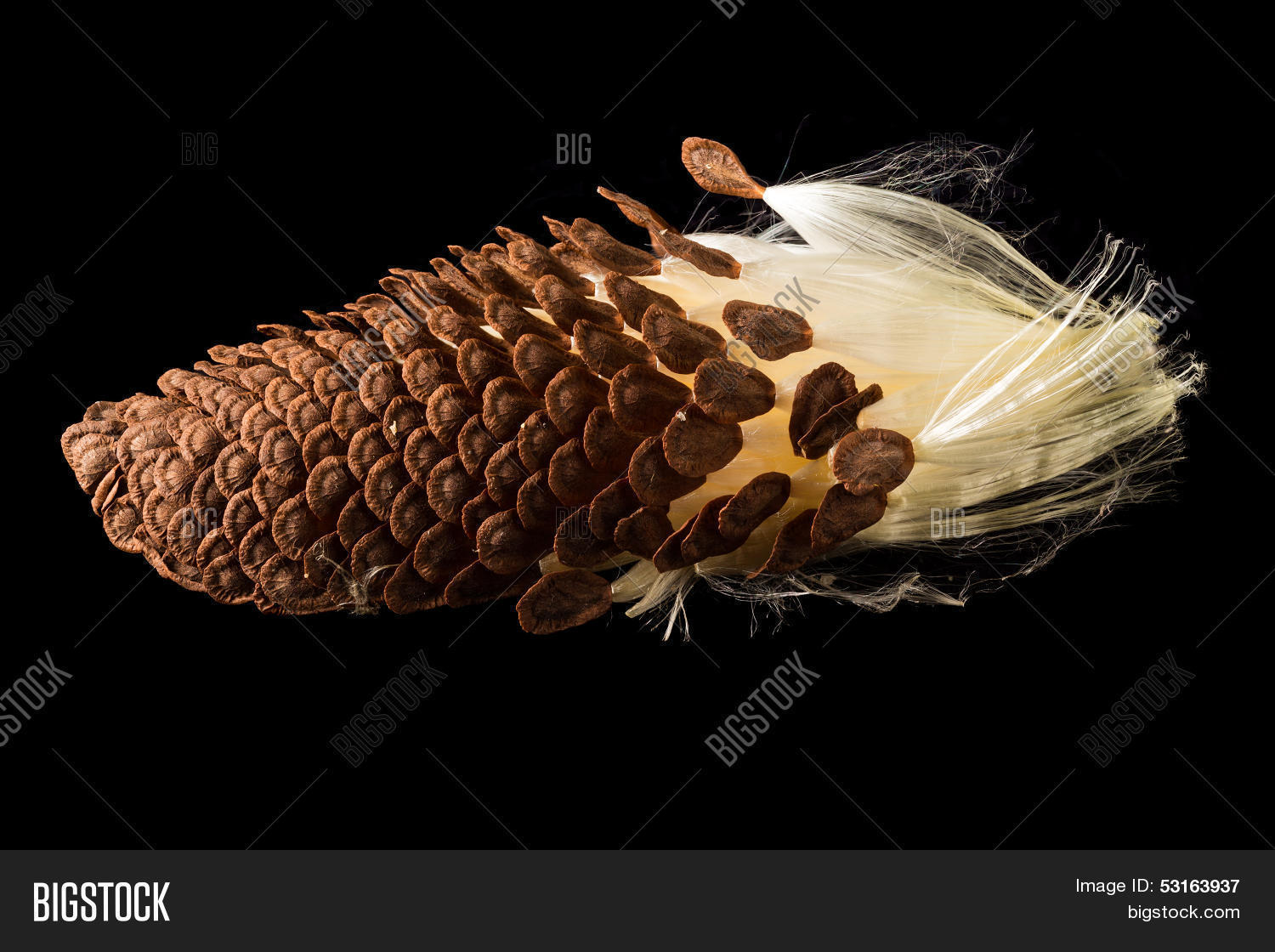 Macro Photo Swamp Image & Photo (Free Trial) | Bigstock