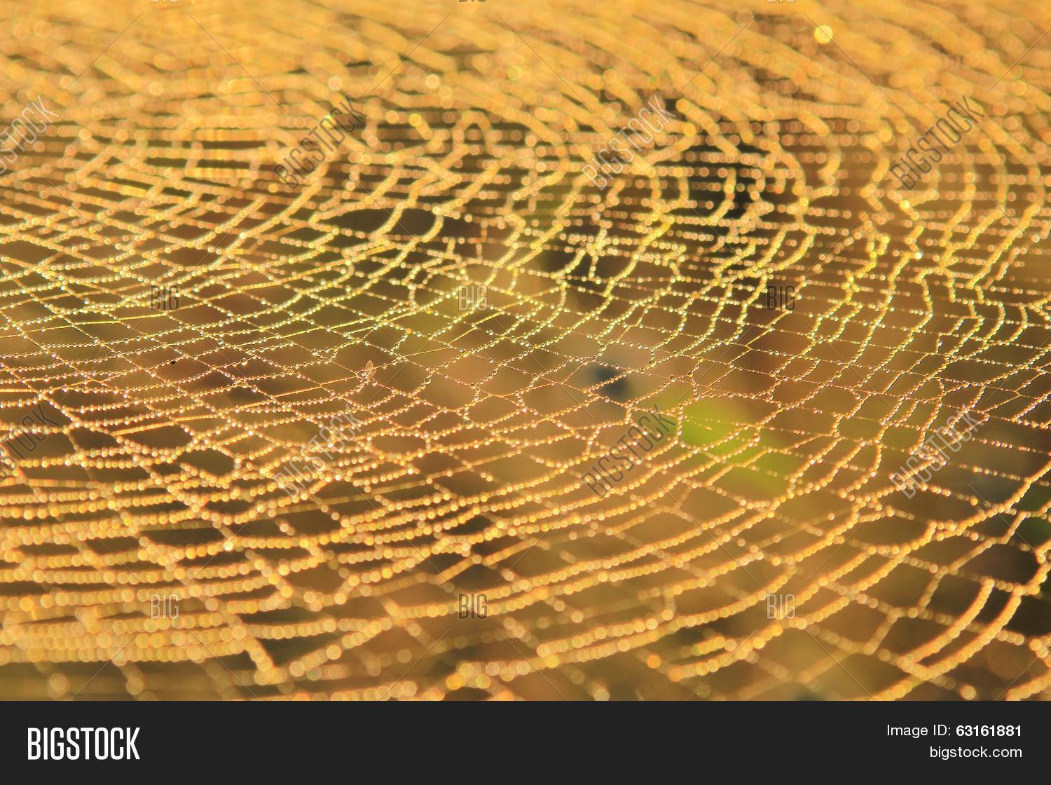 Spider Web Gold - Image & Photo (Free Trial) | Bigstock