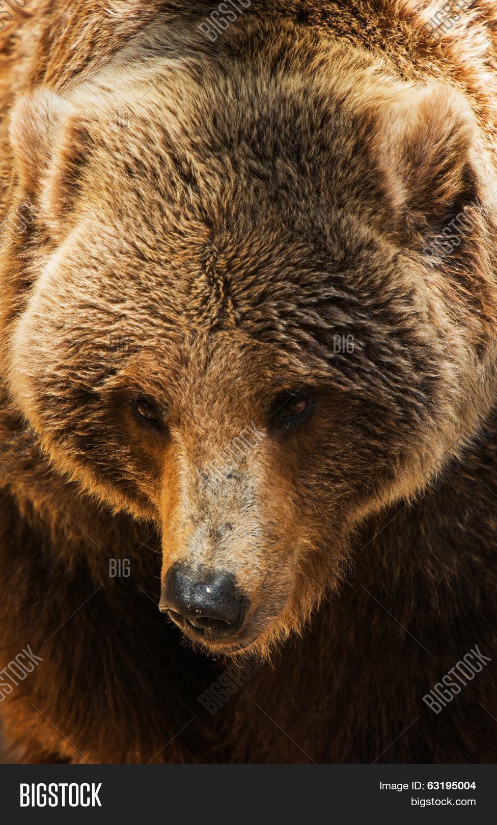 Grizzly Bear Closeup Image & Photo (Free Trial) | Bigstock