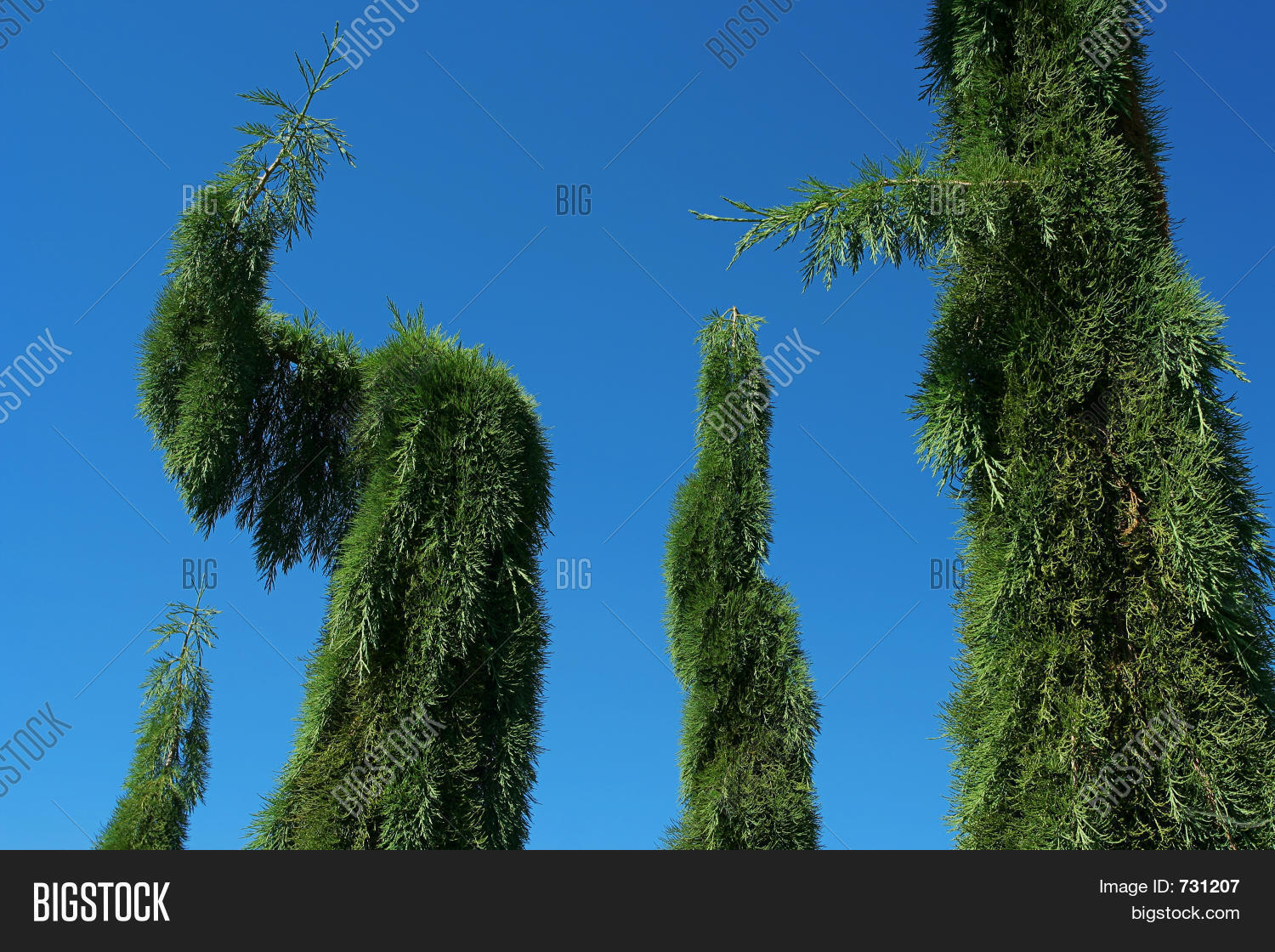 Twisted Evergreens Image & Photo (Free Trial) | Bigstock