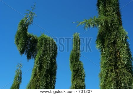 Twisted Evergreens Image & Photo (Free Trial) | Bigstock
