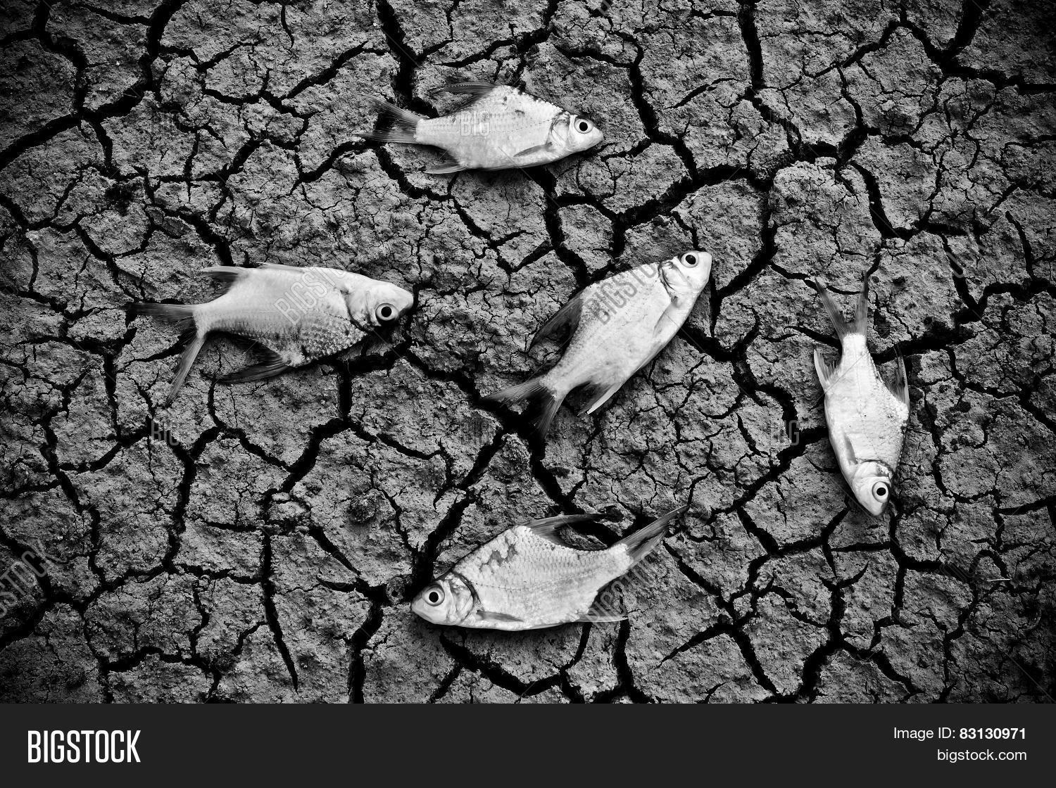 Fish Die On Cracked Image & Photo (Free Trial) | Bigstock