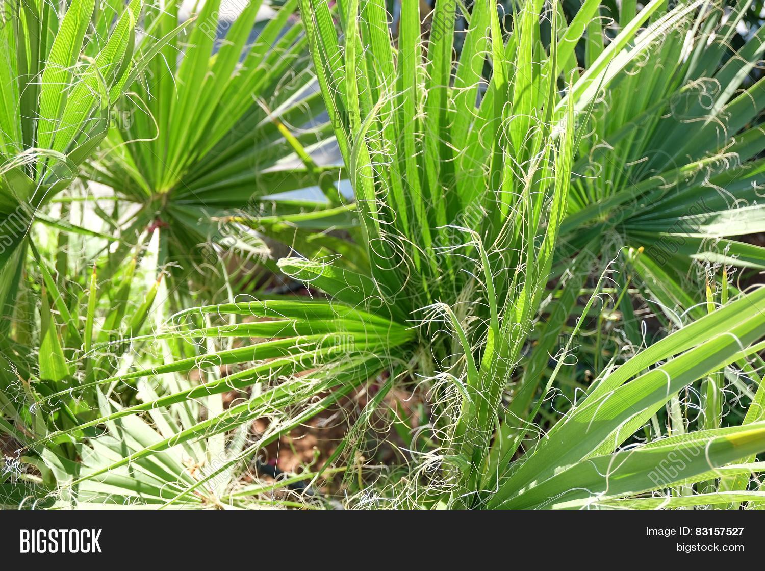 Structure Palm Tree Image & Photo (Free Trial) | Bigstock