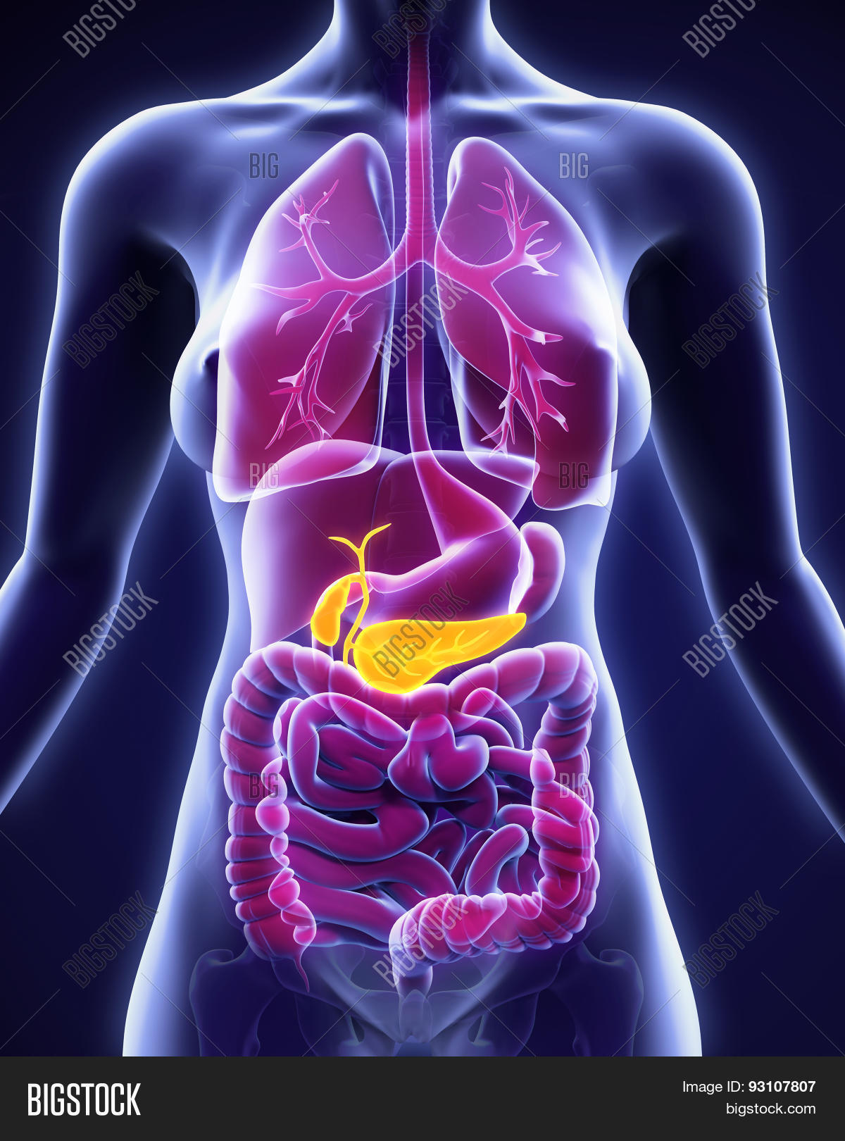 Human Gallbladder Image & Photo (Free Trial) | Bigstock