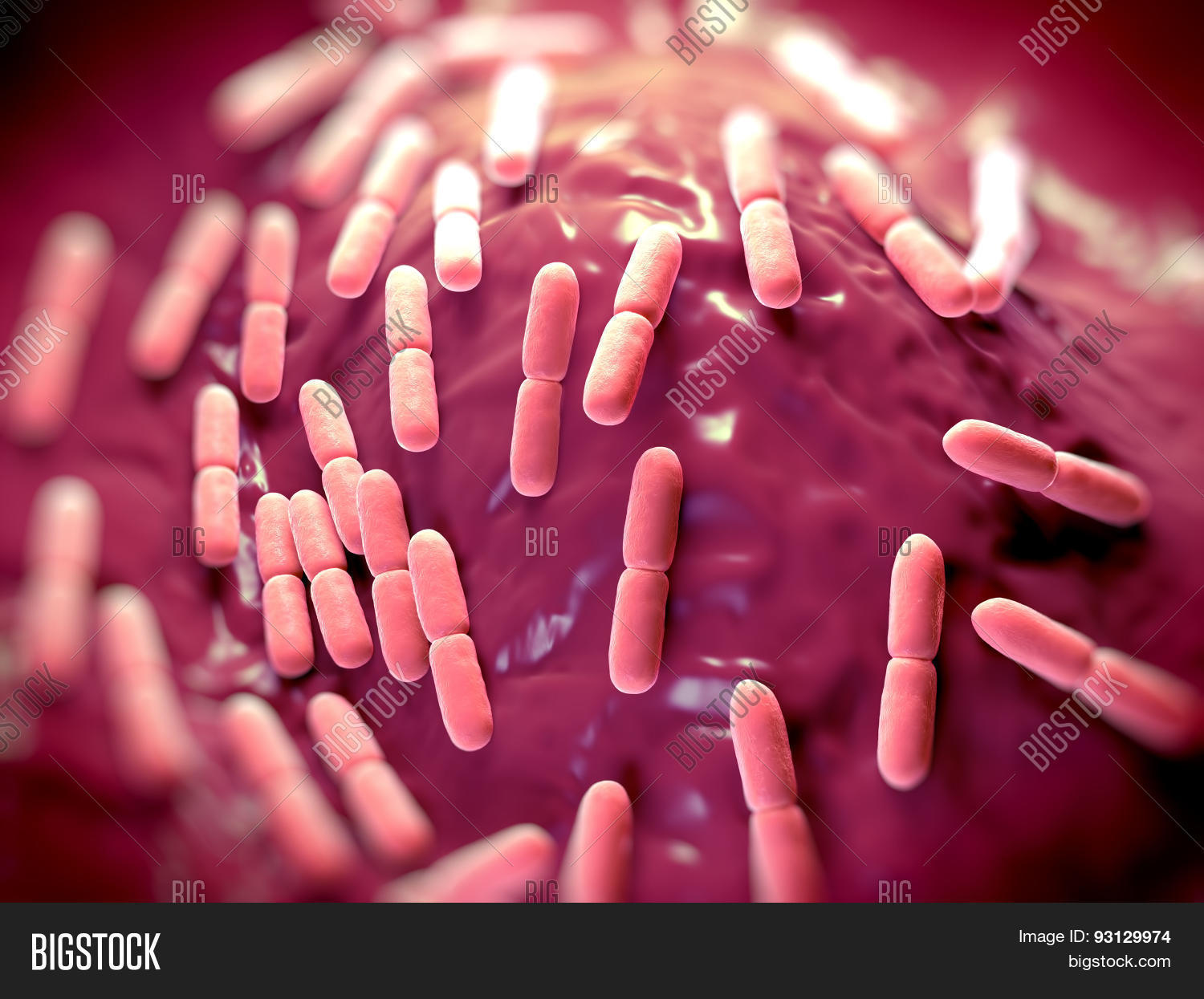 Lactobacillus Bacteria Image & Photo (Free Trial) | Bigstock
