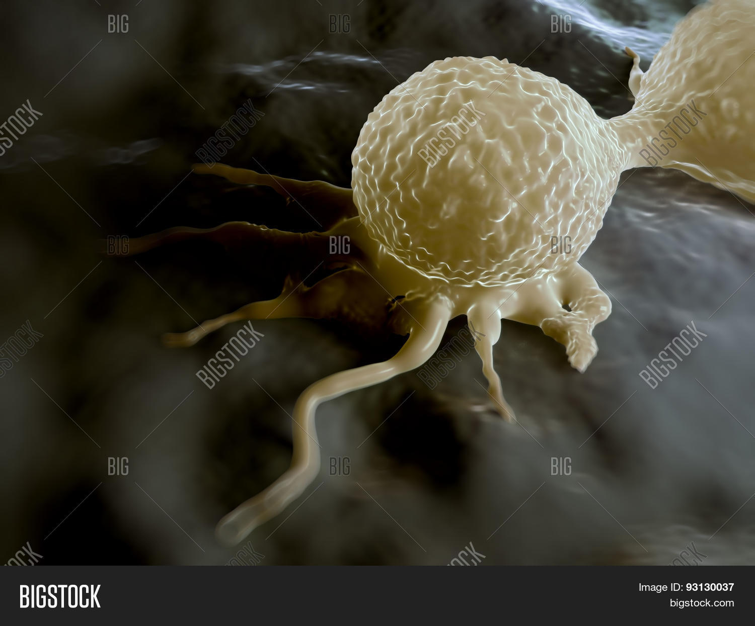 Dividing Breast Cancer Image & Photo (Free Trial) | Bigstock