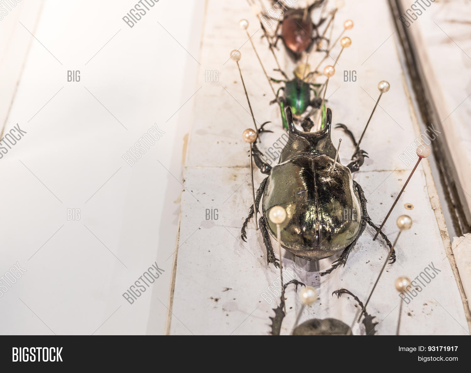 Collection Beetle Image & Photo (Free Trial) | Bigstock