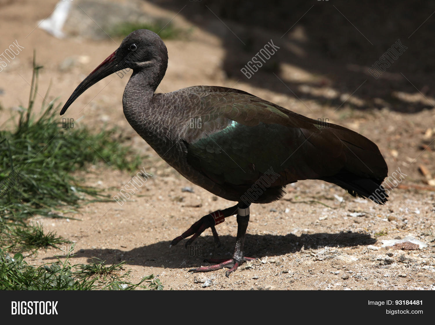 Hadada Ibis ( Image & Photo (Free Trial) | Bigstock