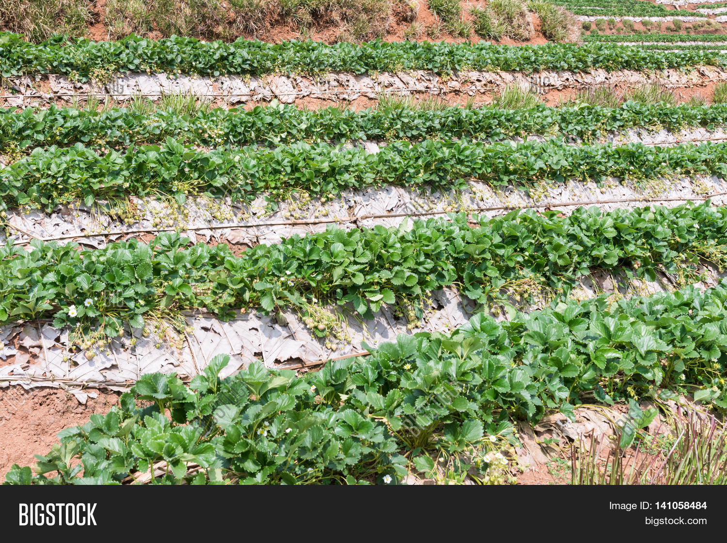 Strawberry Plot Row Image & Photo (Free Trial) | Bigstock