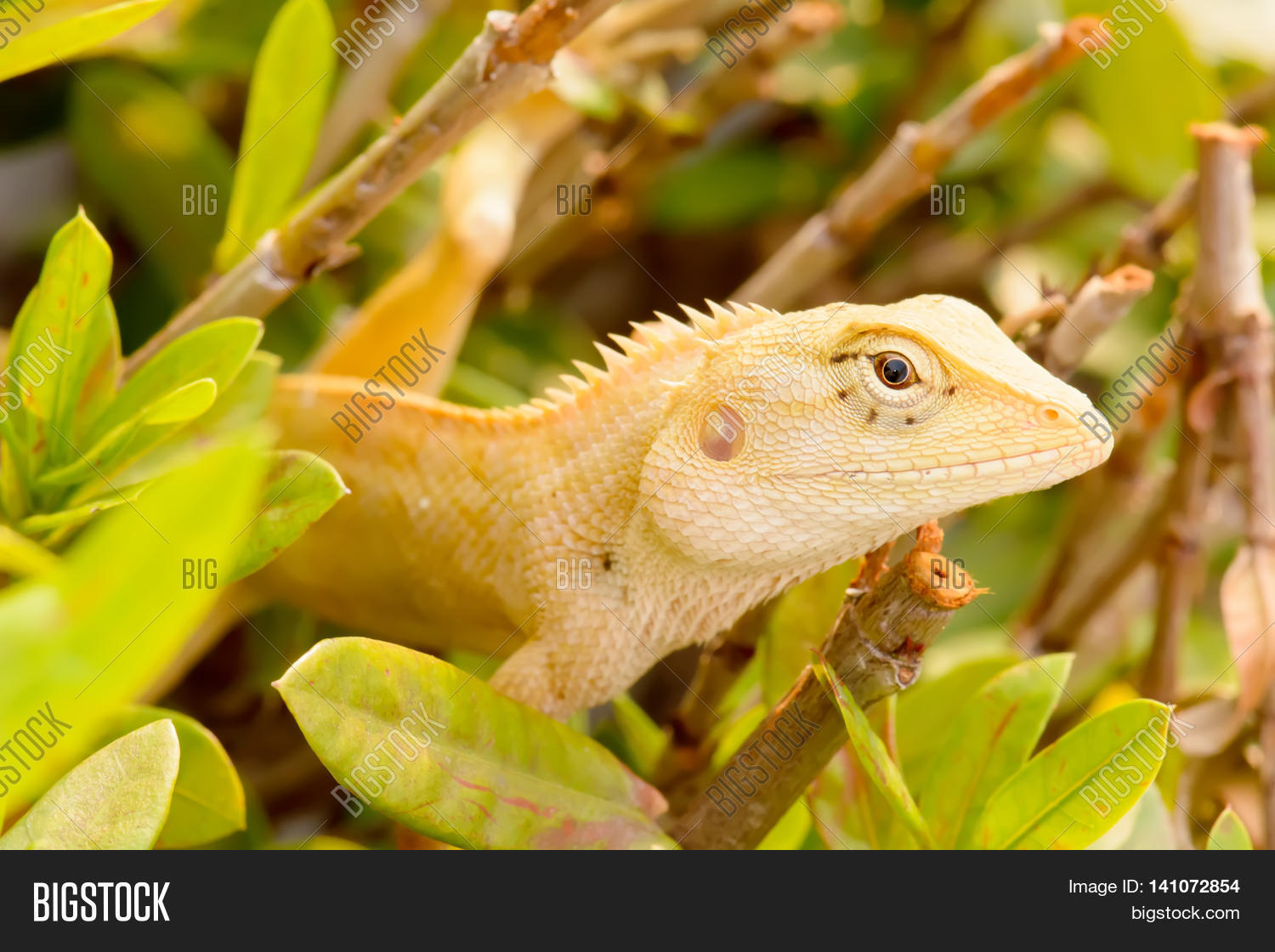 Chameleon On Tree Image & Photo (Free Trial) | Bigstock