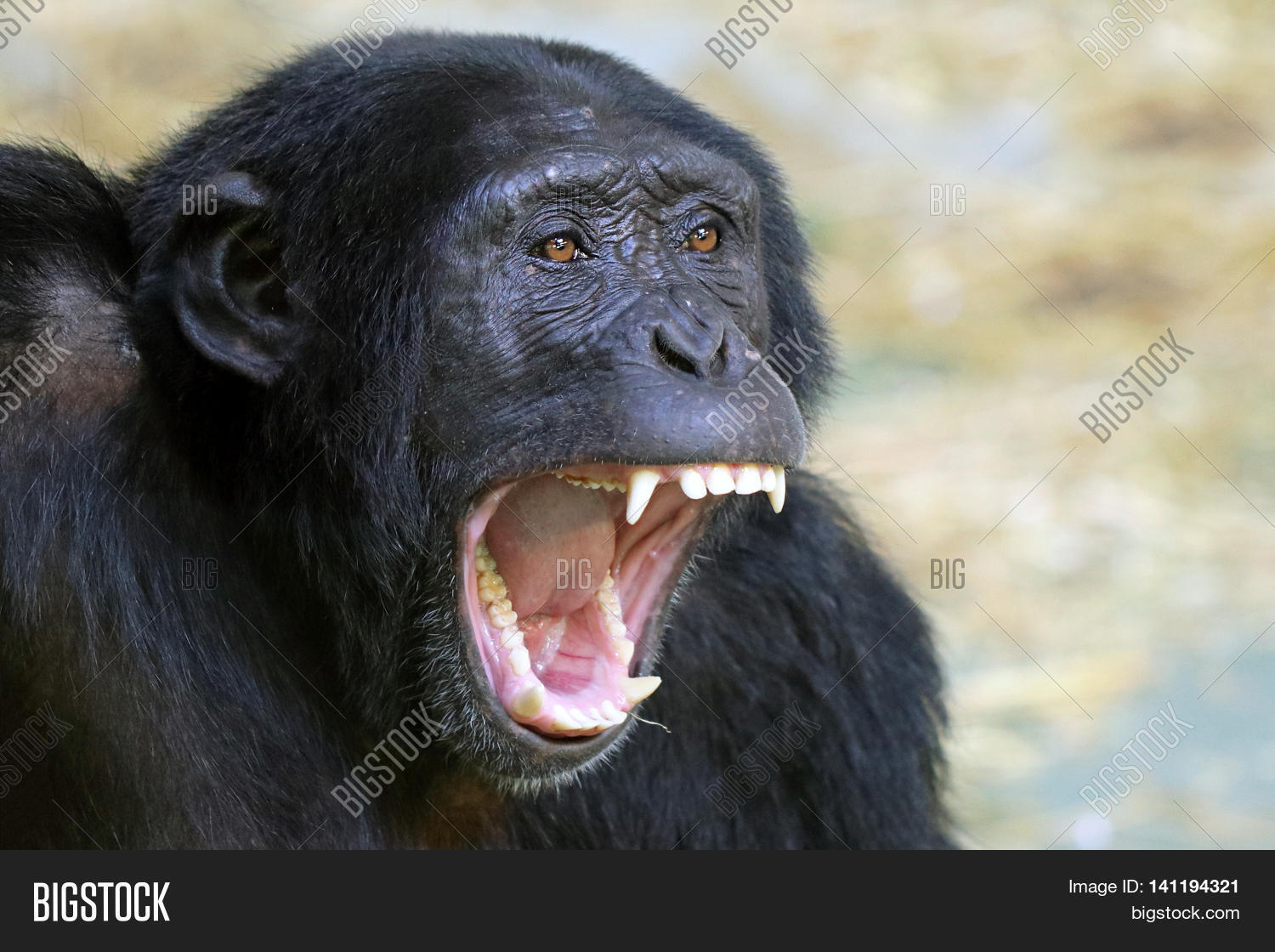 Male Chimpanzee His Image & Photo (Free Trial) | Bigstock