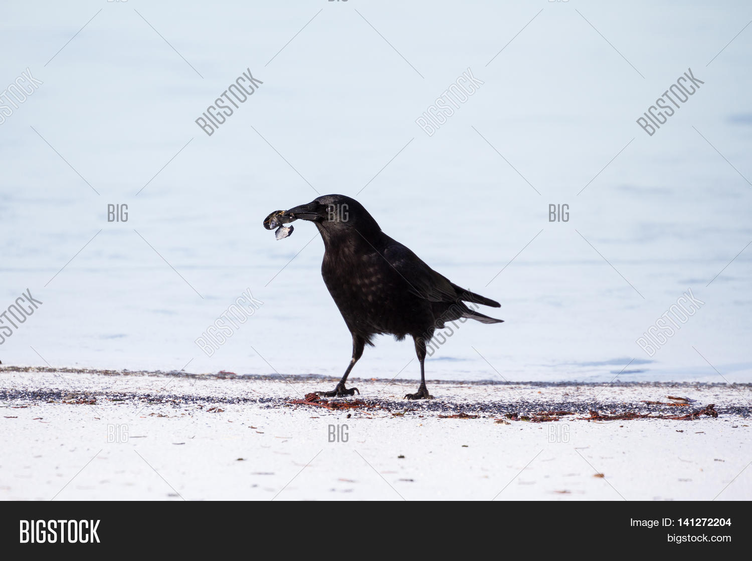 Black Crow Vancouver Image & Photo (Free Trial) | Bigstock