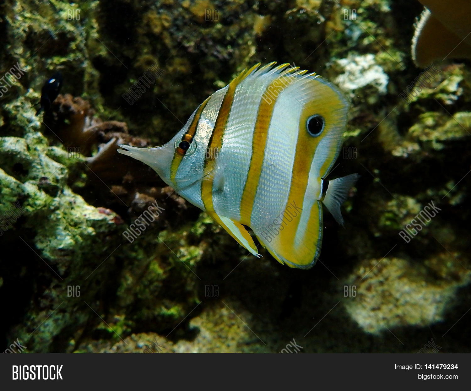 Yellow White Fish, Image & Photo (Free Trial) | Bigstock