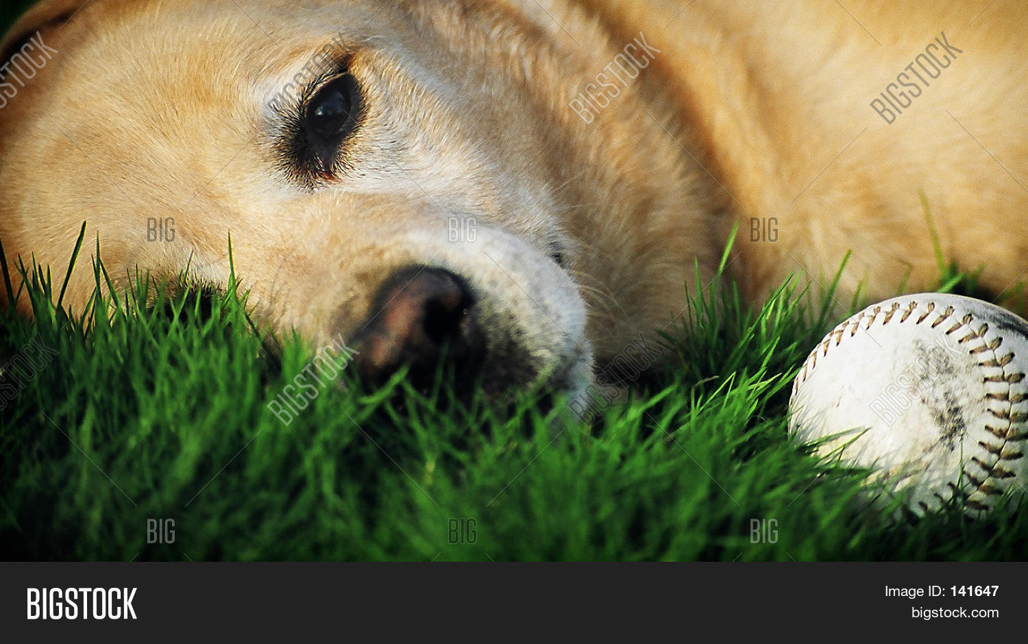 9th Inning Stretch Image & Photo (Free Trial) | Bigstock